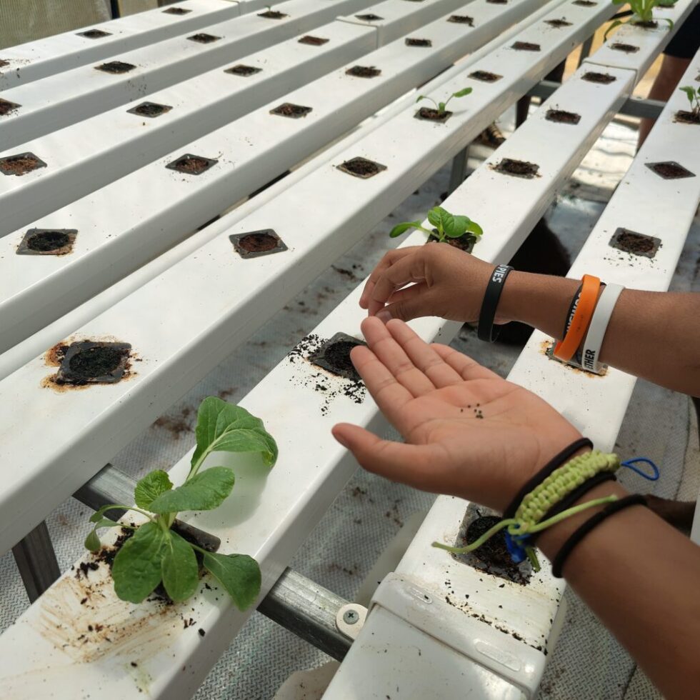 School Projects | Food Ladder